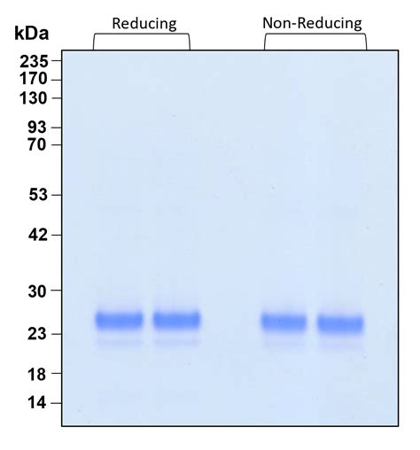 Humankine® Recombinant Human Fgf 9 Protein Proteintech
