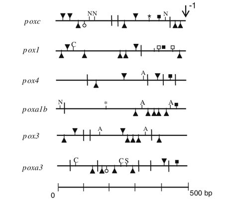 Distribution Of Putative Cis Acting Elements In The Promoter Regions Of