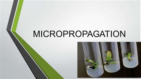 Micropropagation 1 Doc