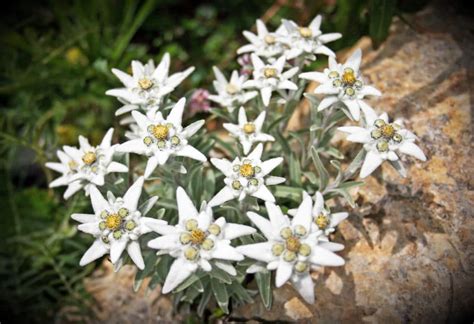 Edelweiss Plantation Floraison Et Entretien De Létoile Dargent