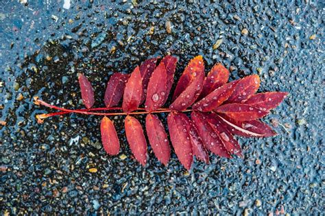 Premium Photo High Angle View Of Orange Leaf On Beach