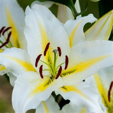 Lilia Orientalna 'Baferrari' Lily Garden - Cebulki kwiatowe