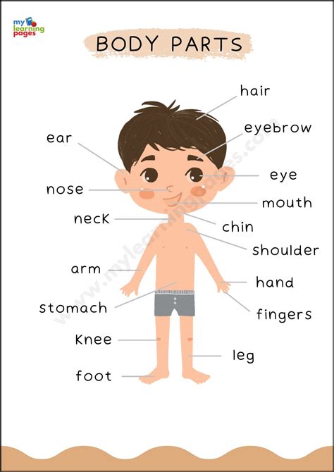 Parts Of The Body Poster Learning Posters For Kindergarten Body Part