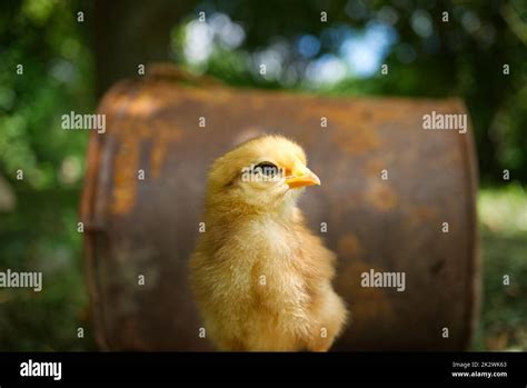 Junges Küken Fotos Und Bildmaterial In Hoher Auflösung Alamy