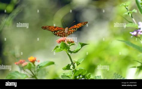 The Gulf Fritillary Or Passion Butterfly Agraulis Vanillae Maculosa