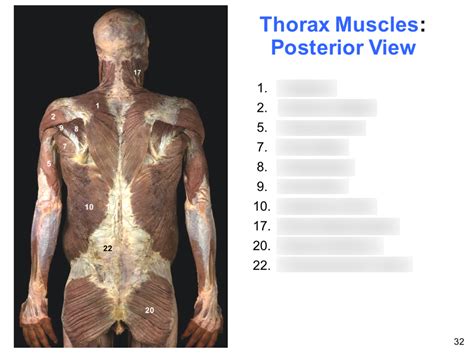 Thorax Muscles Posterior View Diagram Quizlet
