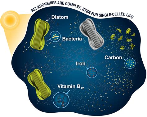 Single Celled Life Relationships Illustration Woods Hole