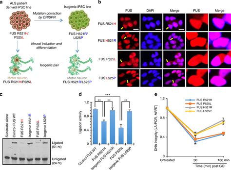 Correction Of Fus Mutations Rescue Dna Ligation Defects A Scheme Of
