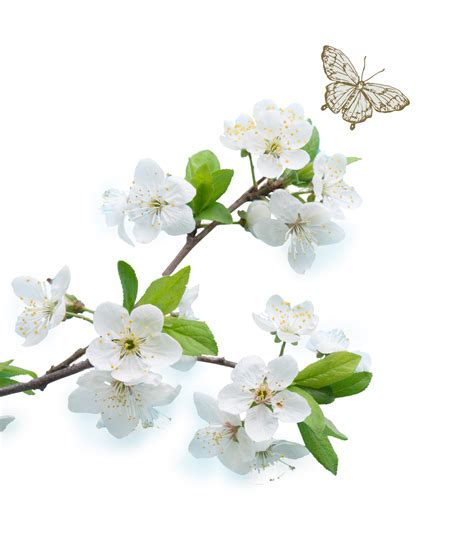 Dewing Farm Grass Fed And Grass Finished Beef