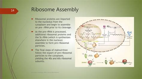 Internal Organization Of Nucleus And Nucleolus Pptx Biological