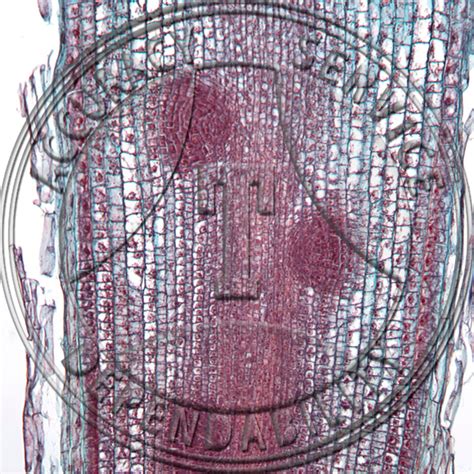 Cucurbita Pepo Median Root Tip Prepared Microscope Slide