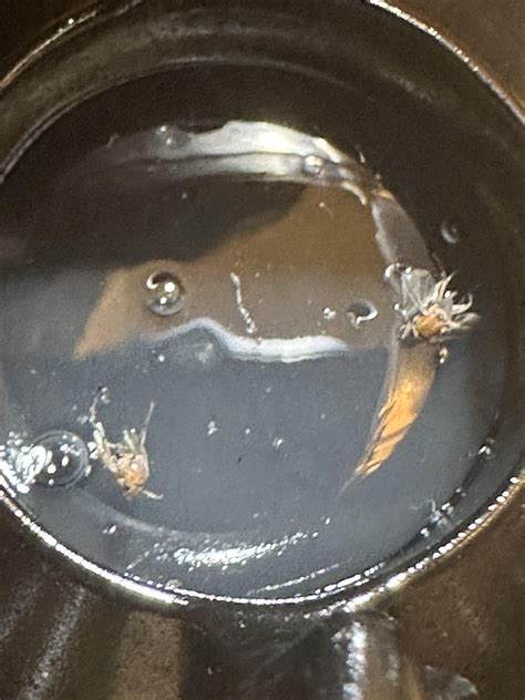 Found On My Raid Bed Bug Detectors Is This A Bed Bug R Bedbug