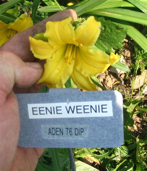 Eenie Weenie Qb Daylily Gardens