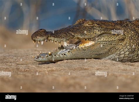 Mugger Crocodile Crocodylus Palustris Medium Sized Broad Snouted