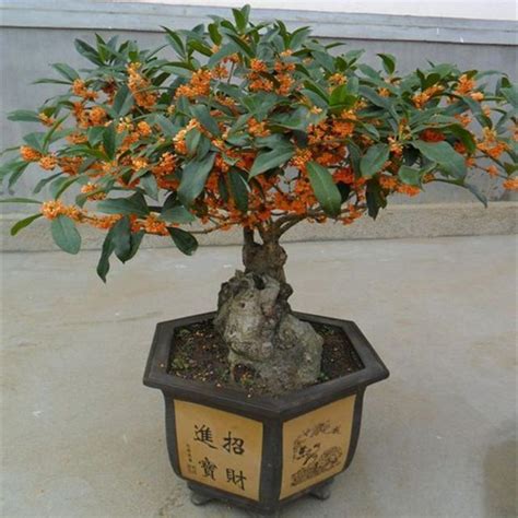 農村門前種樹別瞎種，6種樹鎮宅旺財，而這3種樹是大忌 每日頭條