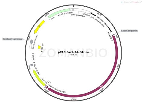 Pcag Cas9 2a Citrine 北京庄盟国际生物基因科技有限公司