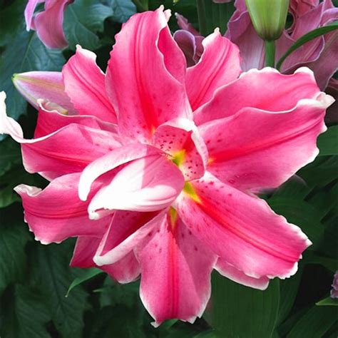 Lily Lilium Lila Cloud For Sale Online On Dutch Bulbs Com