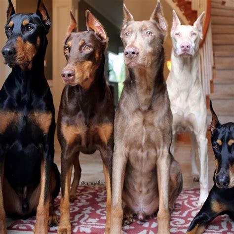 All The Colors And Types Of The Doberman Pinscher Artofit