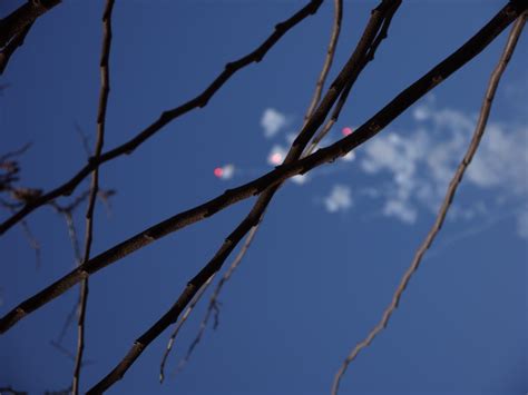 Free Images Tree Nature Grass Branch Sky Sunlight Leaf Flower