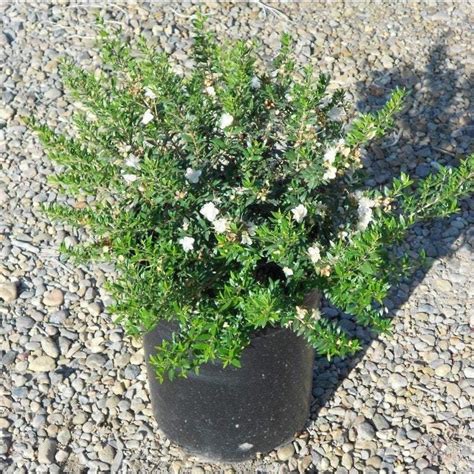 Myrtus Communis Compacta Dwarf Myrtle 1 Feet Tall Great For Bo