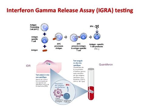 Ppt Gori Immunologia Tbhiv