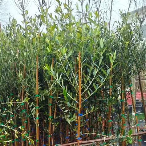 Olajfa Migkertészet Gyümölcsfaoltvány