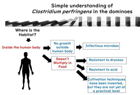 Norovirus Characteristics Transmission Routes And Effective