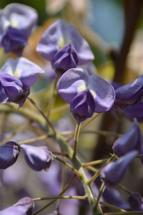 藤の花夢の国のネズミさんにちょっと似てる GANREF