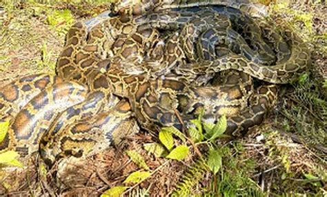 Nasty Discovery Of 500 Pounds Of Breeding Pythons In Florida