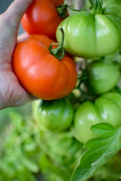 Tomato ‘marmandesolanaceae Lycopersicum 4 Zoe Woodward Gardening