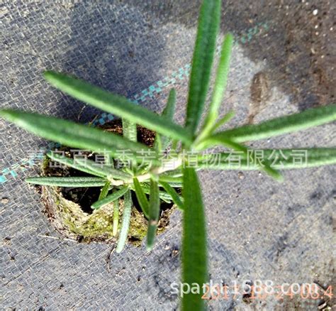 基地直销常绿可食用香草阔叶直立迷迭香苗各种迷迭香百里香小盆栽 阿里巴巴