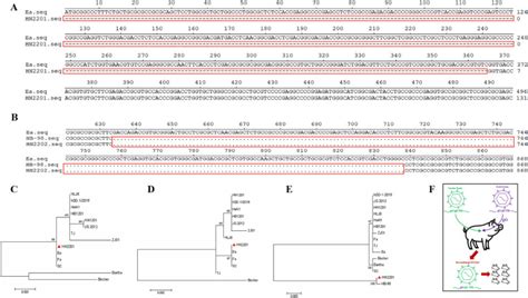 Isolation And Pathogenicity Of A Novel Recombinant Pseudorabies Virus From The Attenuated