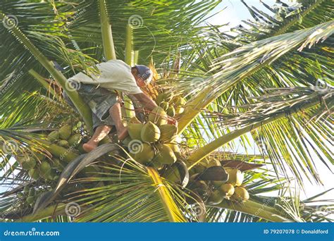 Colheita Do Coco Do Homem Foto De Stock Editorial Imagem De Tropical