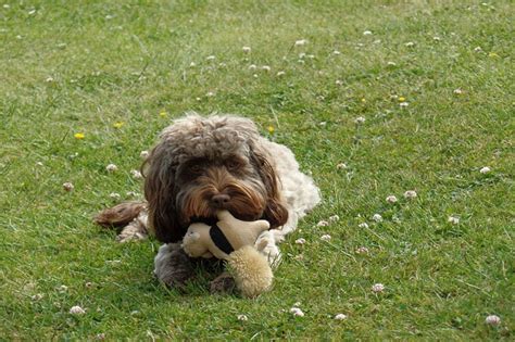 Is The Cockapoo Hypoallergenic Everything You Need To Know
