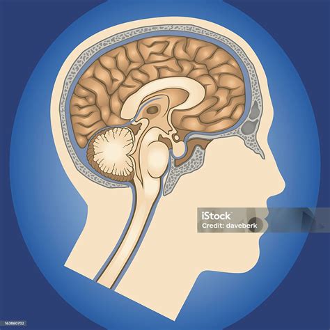 Sagittal Brain Anatomy Median Section Through Head Sagittal Section Of