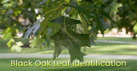 Black Oak Leaf Identification Guide Shape Size Texture Embracegardening