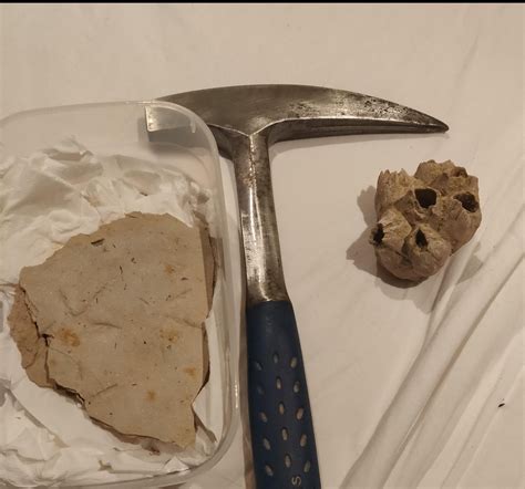 Trace Fossil Wading Bird Likely Eocene And Cirripedia From Most Recent Field Trip Rfossilporn Trace Fossil Wading Bird Likely Eocene And Cirripedia From Most Recent Field Trip Rfossilporn