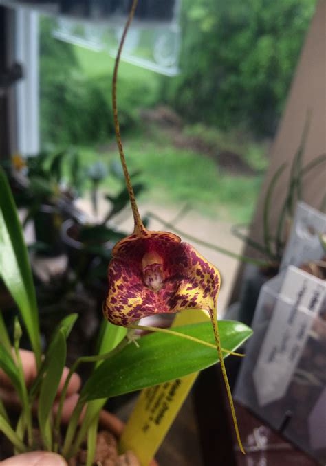 48 Best Masdevallia Images On Pholder Orchids Botanical Porn And Plants