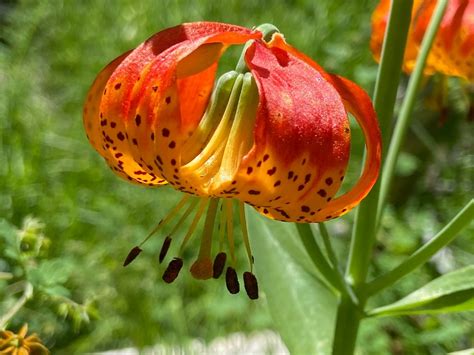 Lilium Pardalinum Calflora