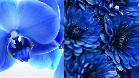 Mavi çiçekler Ve Isimleri 29 Mavi çiçek Bakım Ipuçları Evim