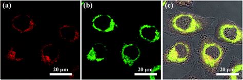 A Mitochondria Targeting Nir Fluorescent Potassium Ion Sensor Real Time Investigation Of The