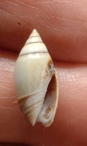 Olivella Volutella 3790096