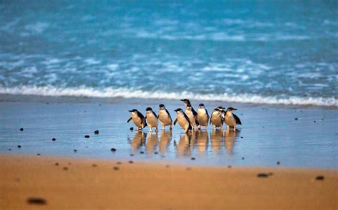Phillip Island Nature Park Tips Top 11 Tips Everyone Should Know