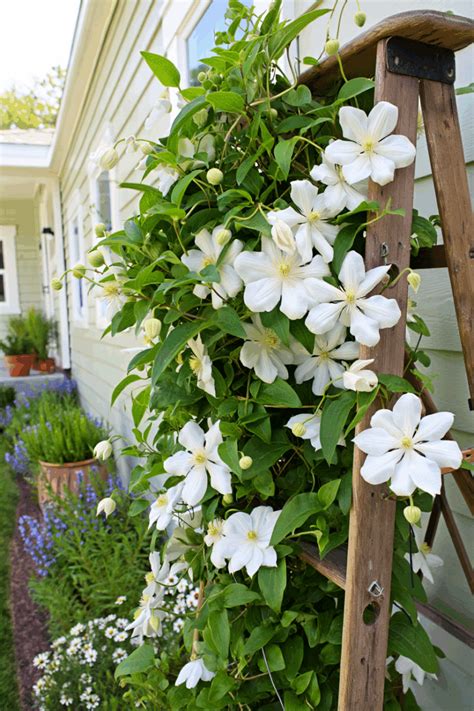 15 Gorgeous White Flowering Vines That Transform Plain Fences And