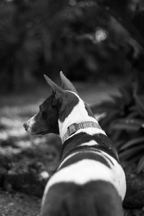 Plants Abstract Photos Download The Best Free Plants Abstract Stock