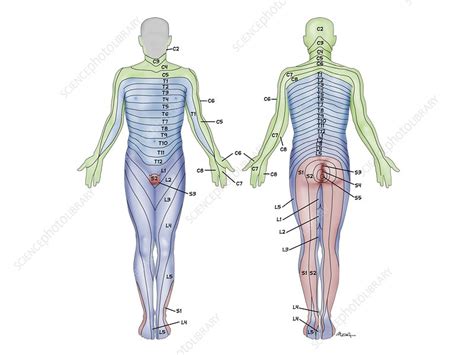 What Are The Dermatomes Of The Body