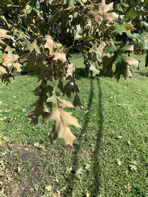 Phytophthora Root Rot Tree Care Trimming Removal Service Dallas