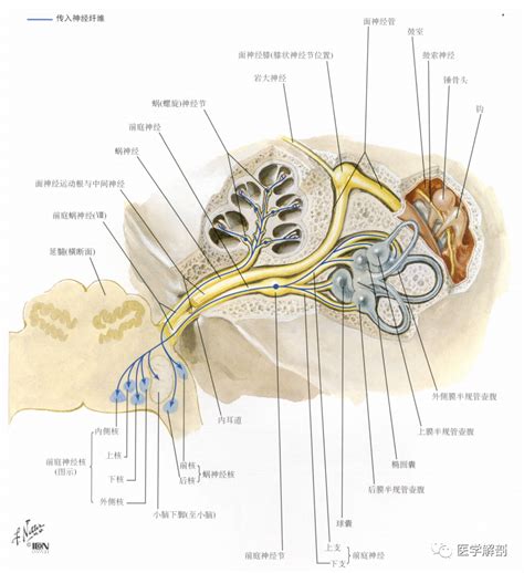 【推荐】颅神经的基础解剖 脑医汇
