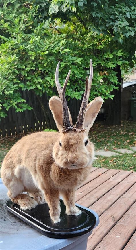 Full Body Jackalope