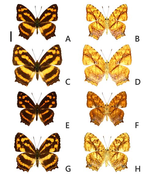 Adult Specimens Of Symbrenthia Lilaea Lunica And S L Formosanus